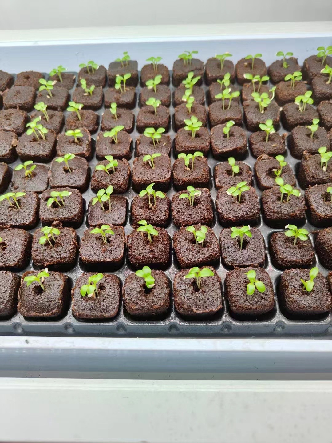 Coir Seedling Cups - DOTIAN FARM SUPPLY